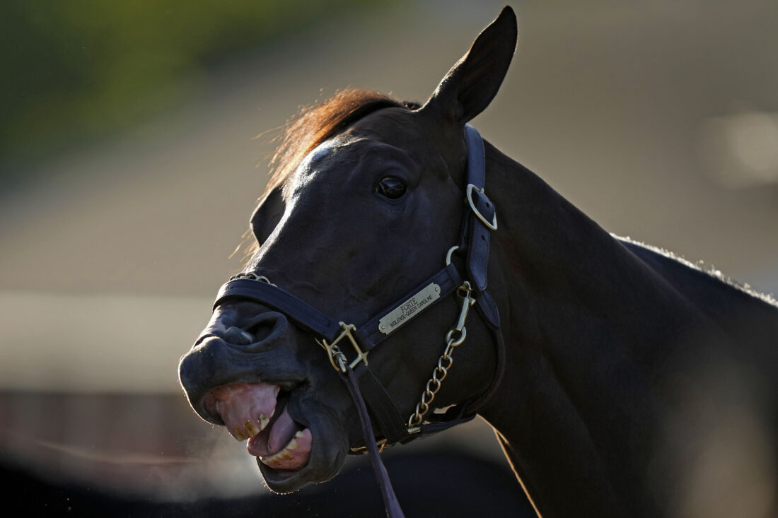 Forte, Japan’s Derma Sotogake among Ky Derby horses to watch | News ...
